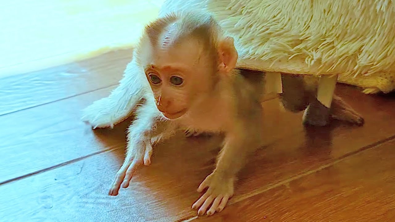 After Drink Milk Babe Monkey Riki Enjoy Relaxing Around Home - YouTube