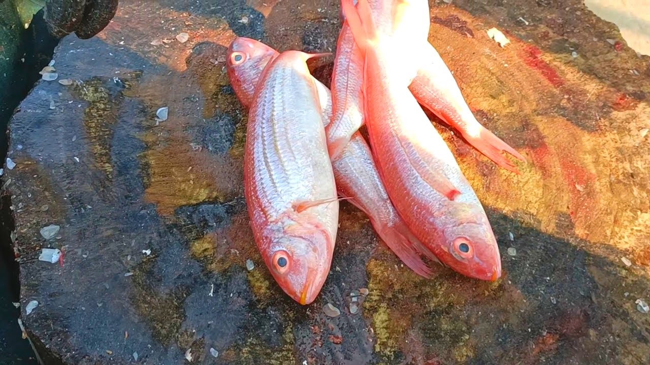 Sankara meen cutting Skills | Fresh Fish | Rs.300 Rupees | CT 360*🔪 ...