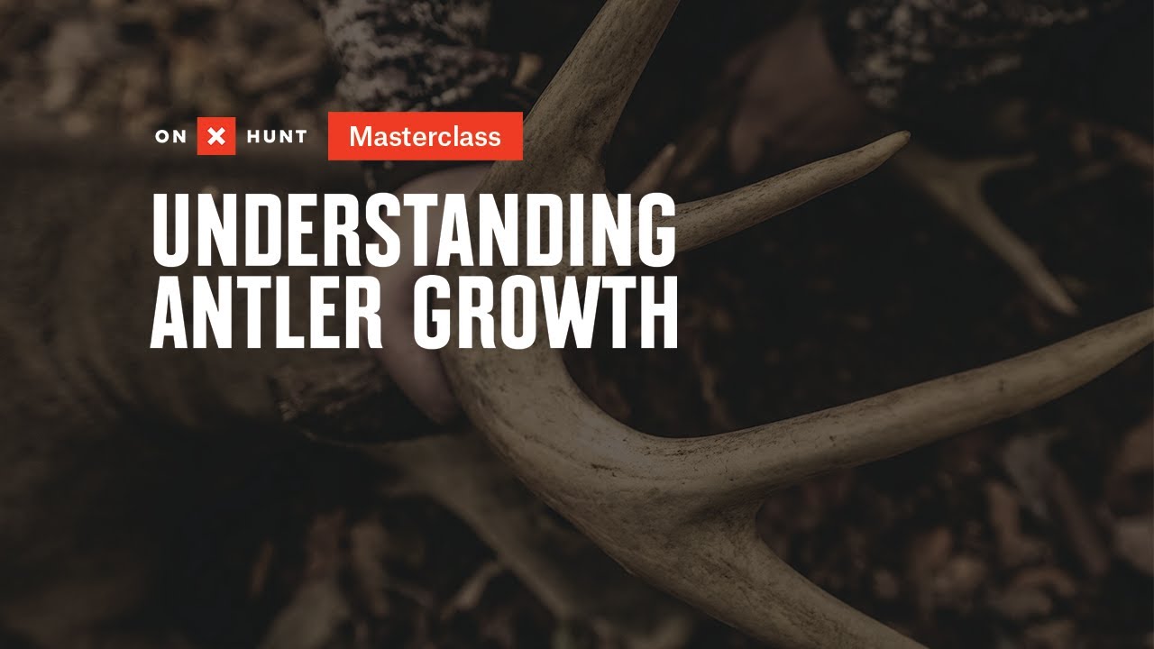 NDA Deer Steward Live: Understanding Antler Growth- onX Hunt ...