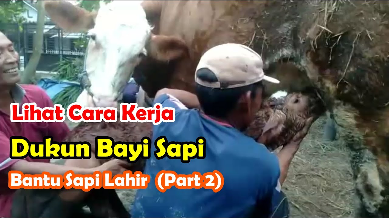 CARA LENGKAP MEMBANTU SAPI MELAHIRKAN!! DUKUN BAYI SAPI MELAKUKAN INI ...