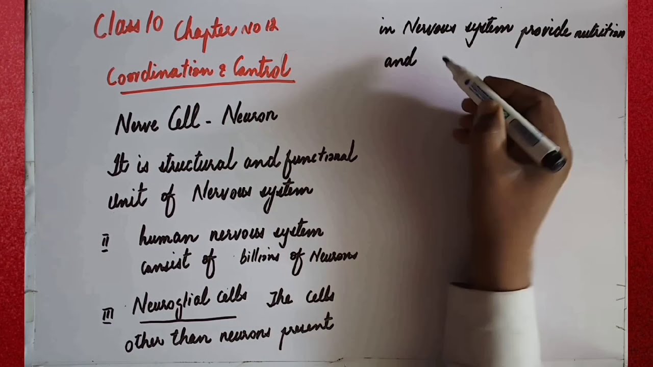structur of neuron class 10 - YouTube