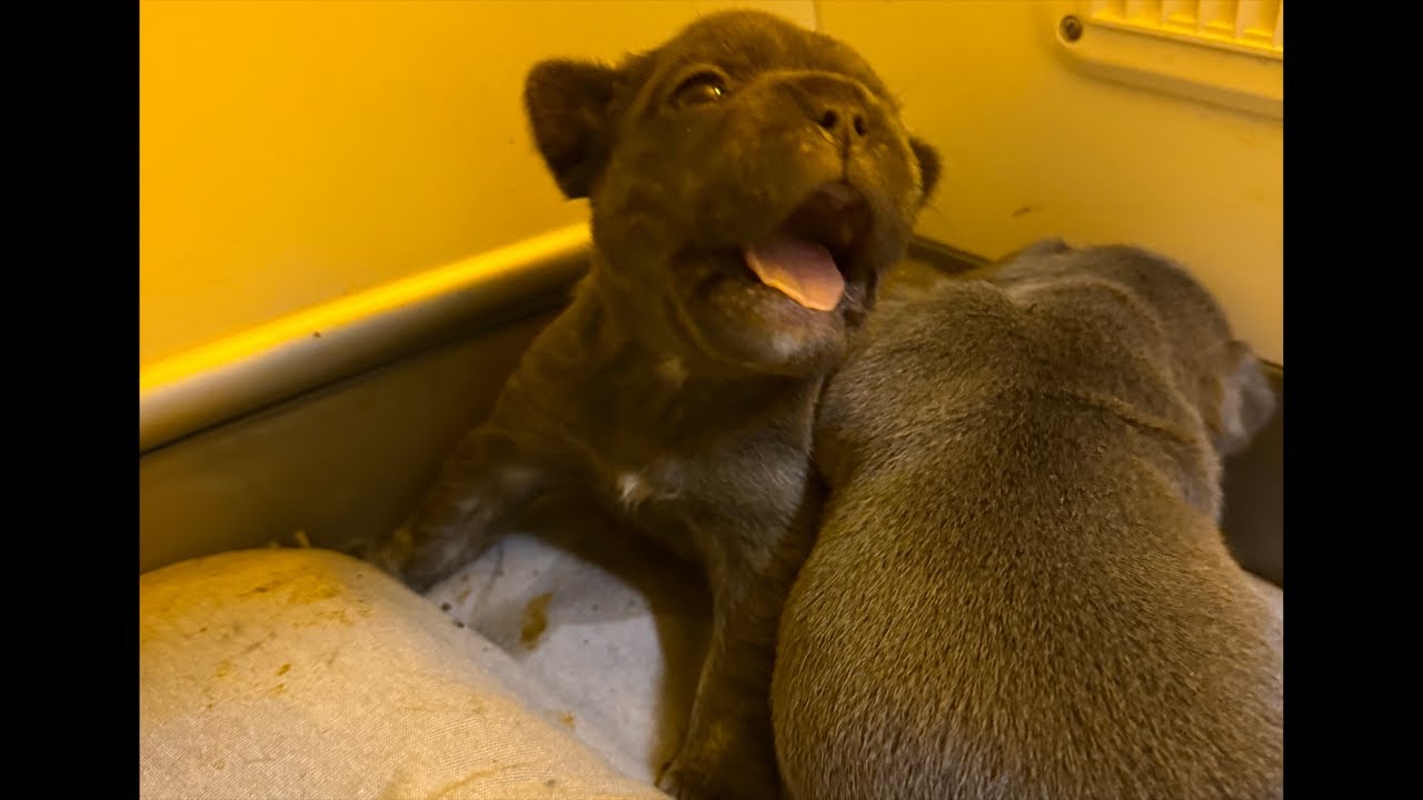 Day 22 Frenchie Puppies! We’re back with the Rescue Pack! # ...