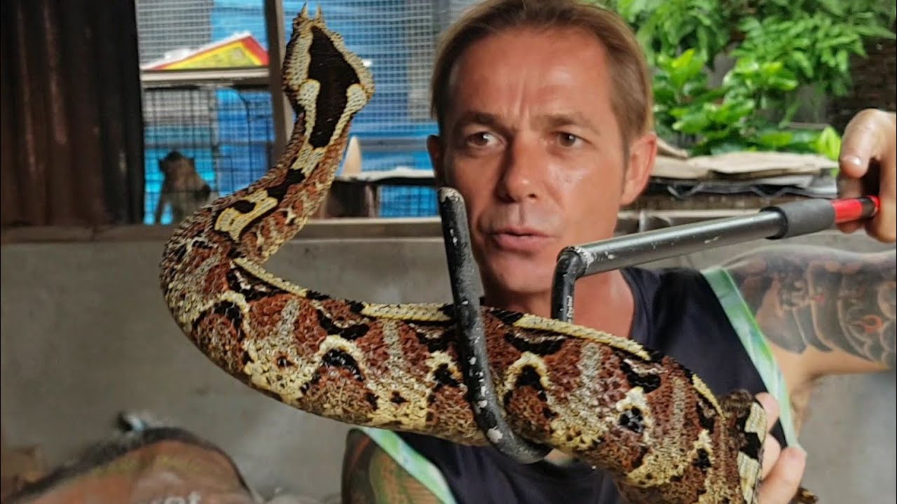 Snake Discovery! RHINO VIPER or BUTTERFLY VIPER or RIVER JACK SNAKE ...