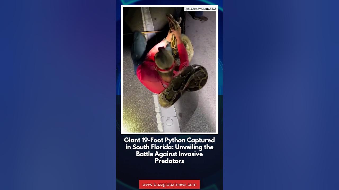 "Giant 19-Foot Python Captured in South Florida: Unveiling the Battle ...