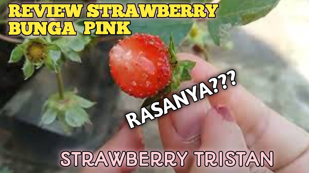 STRAWBERRY BUNGA PINK |REVIEW STRAWBERRY TRISTAN - YouTube