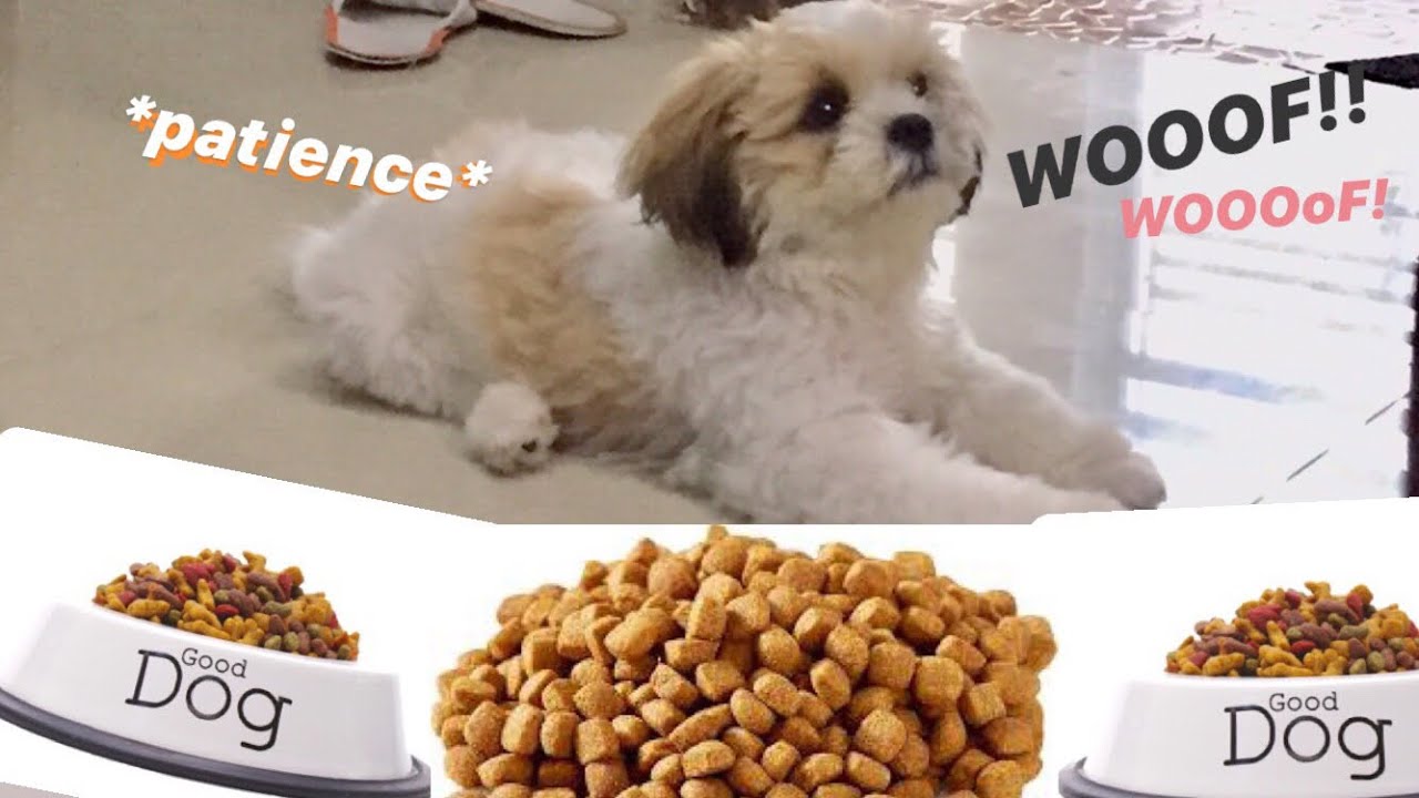 THE PATIENCE TEST CHALLENGE FT. MY DOG | Reina Ramiso (Philippines ...