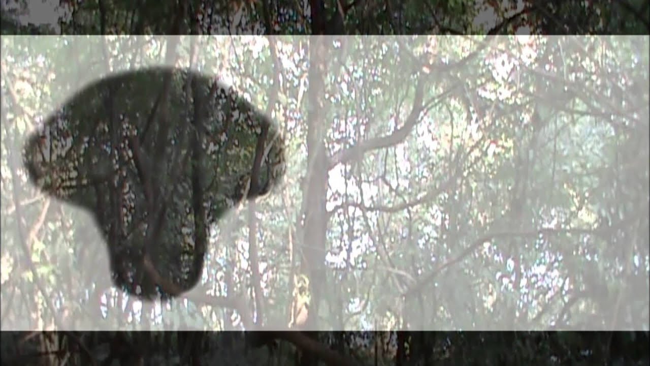 Bigfoot Growl - YouTube