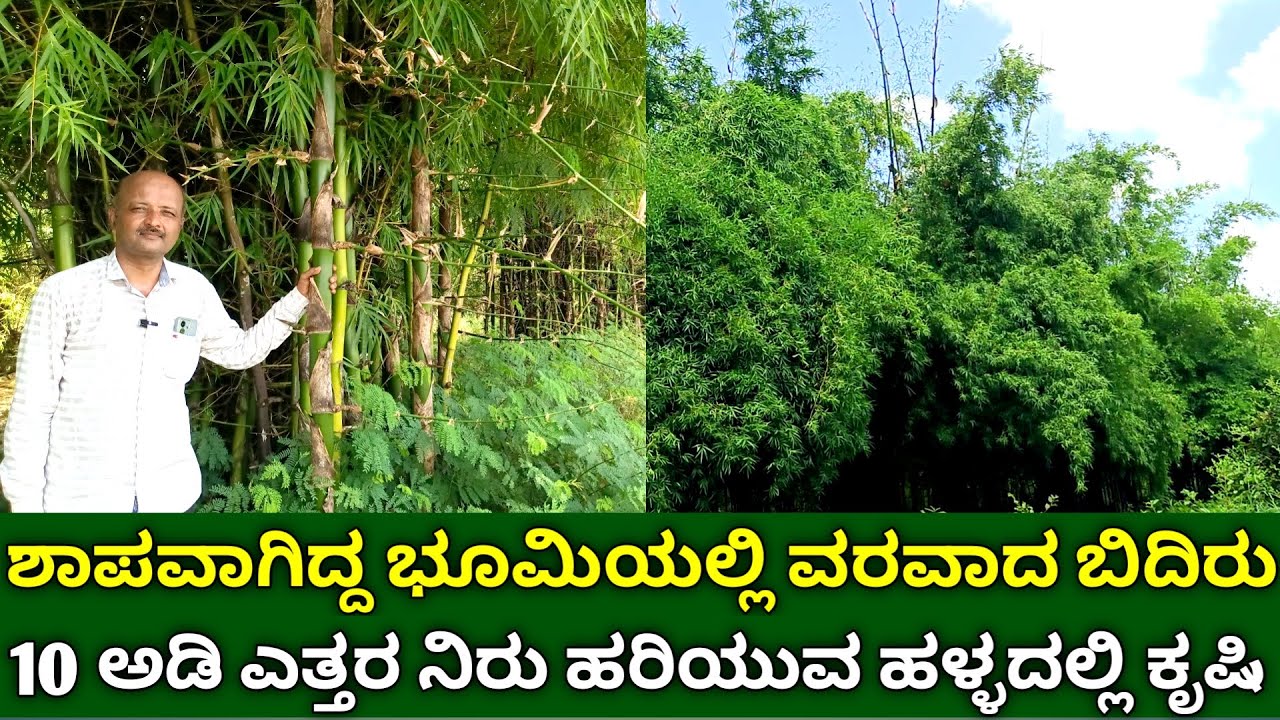 ಶಾಪವಾಗಿದ್ದ ಭೂಮಿಯಲ್ಲಿ ವರವಾದ ಬಿದಿರು ಕೃಷಿ | bamboo farming kannada ...
