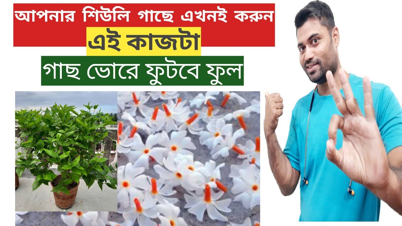 Shiuli flower plant care ! শিউলি ফুলের পরিচর্যা ! Parijat tree ...