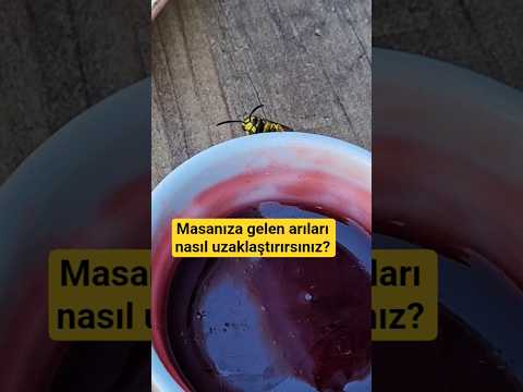 Masanıza gelen arıları nasıl uzaklaştırırsınız? #arı #bee #muhabbetkuşu #budgie #bilgi