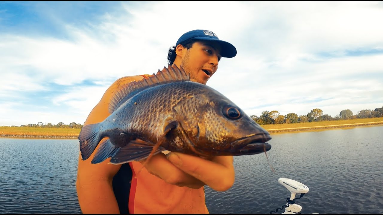 Mangrove Jack Fishing on SURFACE - Gold Coast Fishing - YouTube