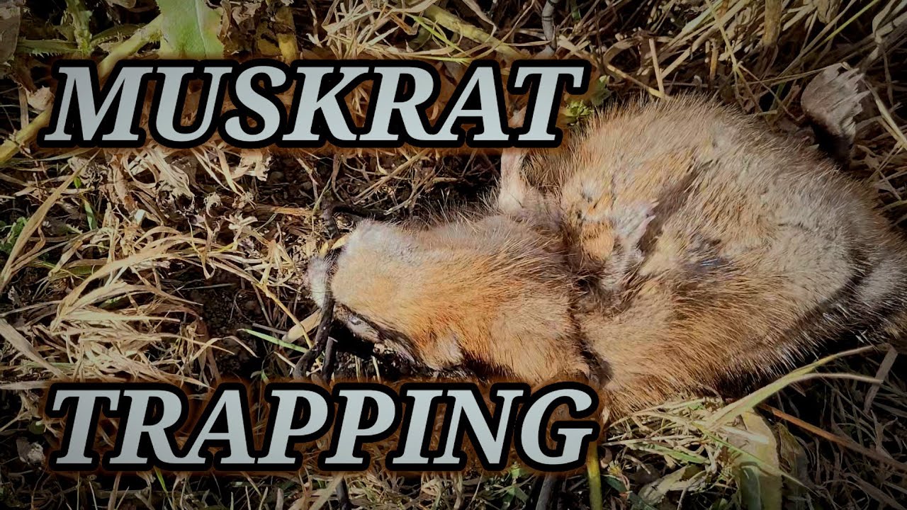 MUSKRAT TRAPPING 2024-25! - YouTube