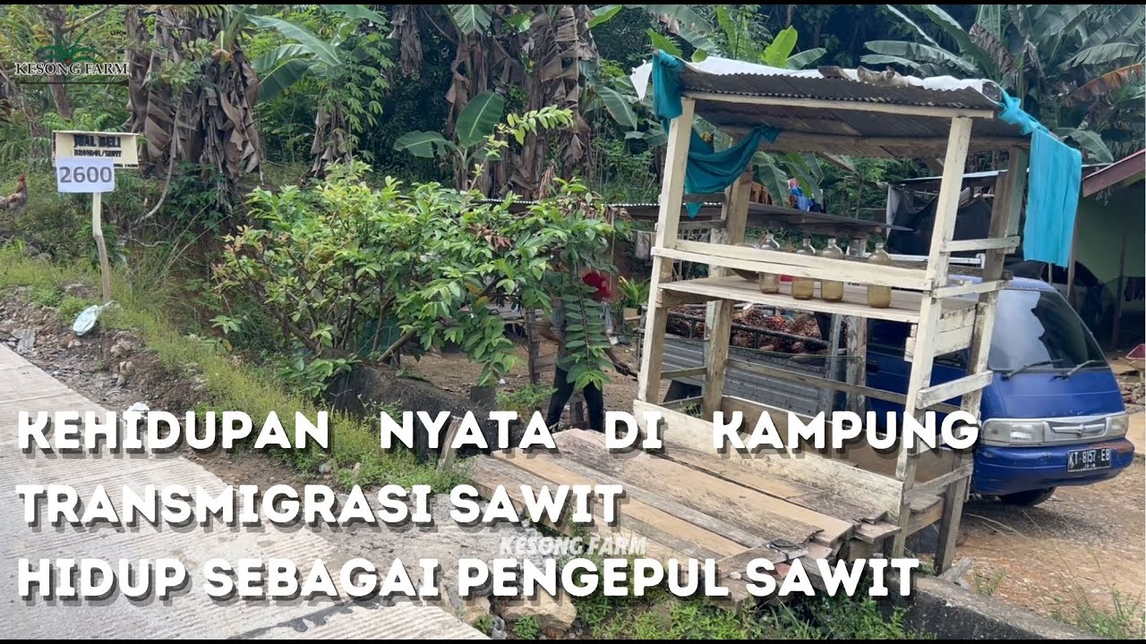 KEHIDUPAN NYATA PENGEPUL SAWIT DI KAMPUNG. TIDAK PERLU MALU, YANG ...