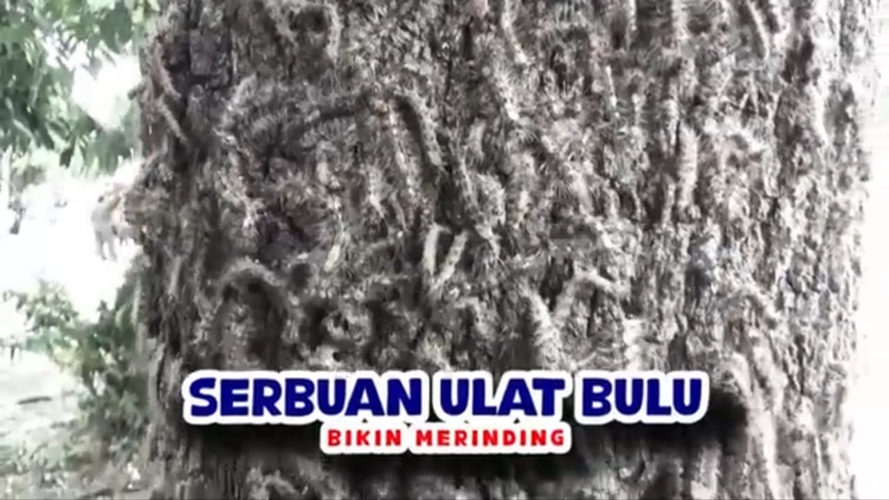 Serbuan Ulat Bulu Bikin Merinding | UJUNG-UJUNGNYA DAMKAR (09/02/26 ...