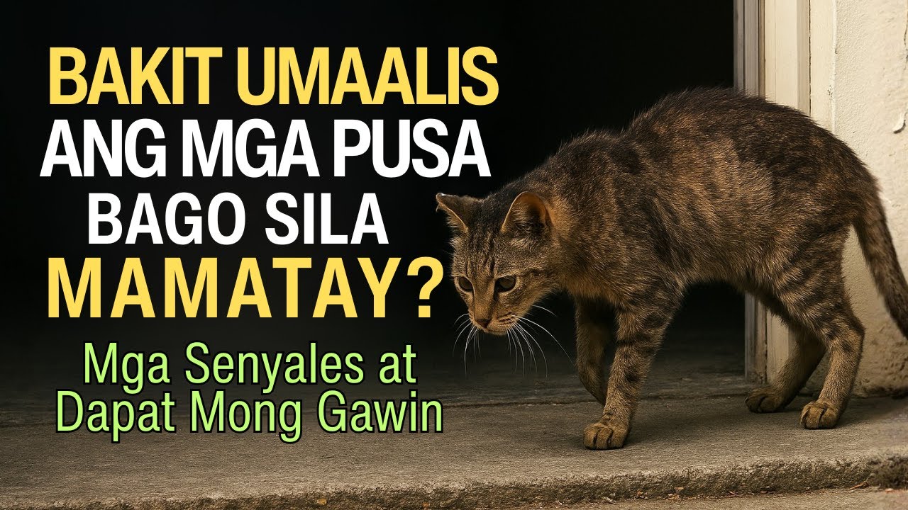 Bakit Umaalis Ang Mga Pusa Pag Malapit Ng Mamatay? - YouTube