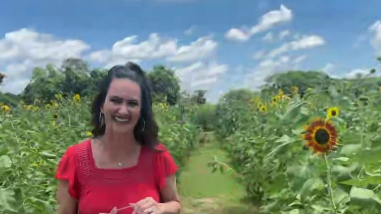 Froberg’s Farm is the perfect spot for picturesque sunflower picking ...