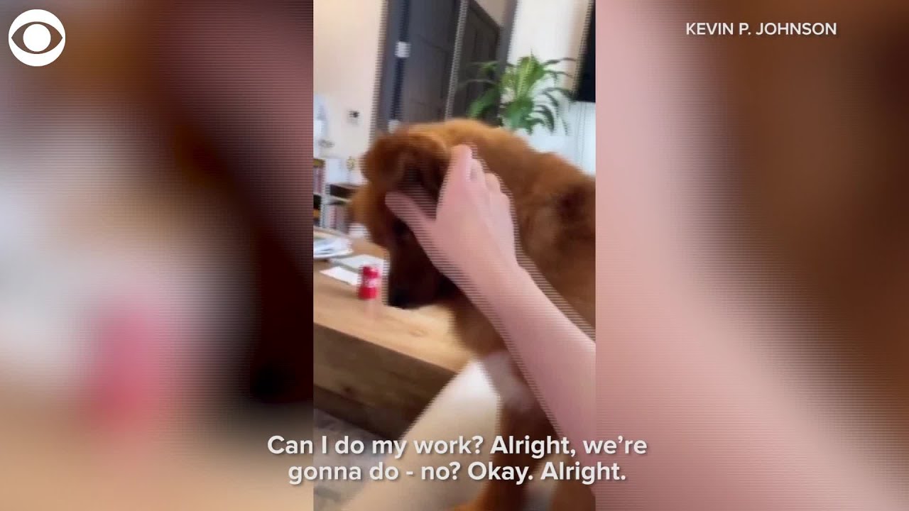 Dog interrupts working from home - YouTube