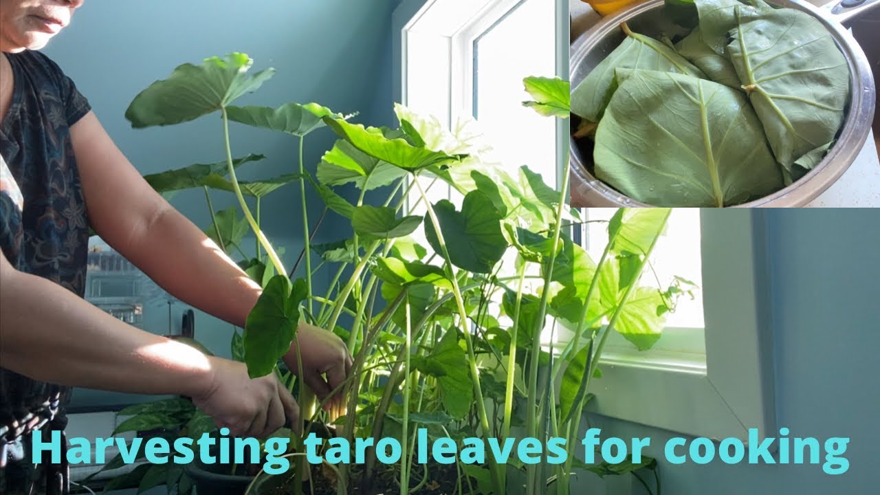 Harvesting taro leaves for cooking (indoor plants) - YouTube