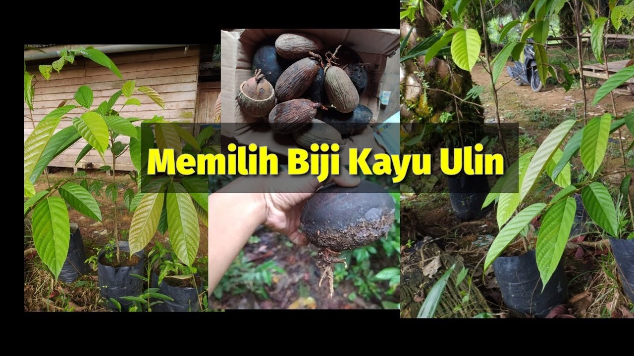 Pilih biji kayu Ulin untuk dikirim ke Jawa Barat - YouTube