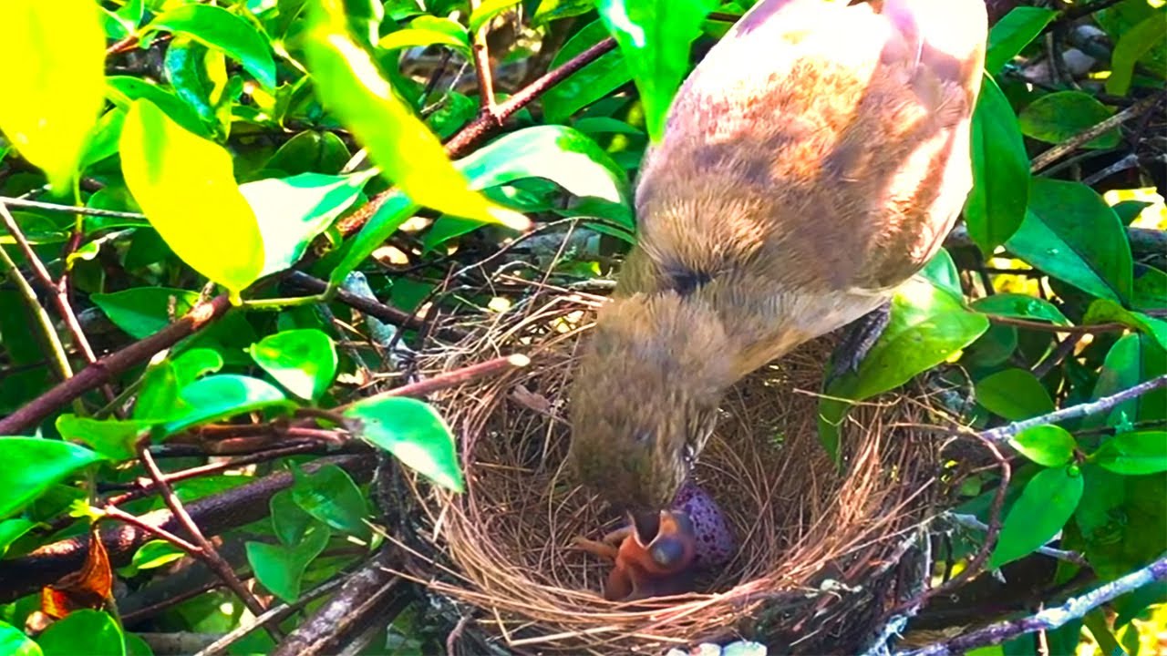 Baby Bird Hatching First Day (1) – Streak-Eared Bulbul Incubating and ...