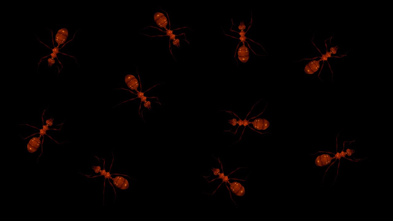 Red Ants - Crawling Over Screen - YouTube