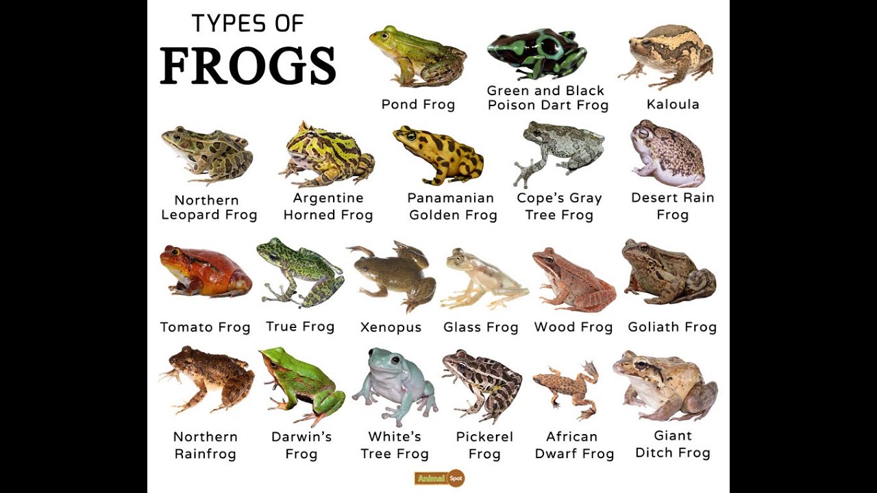 What Type Of Frogs Should I Get YouTube what-type-of-frogs-should-i-get-youtube