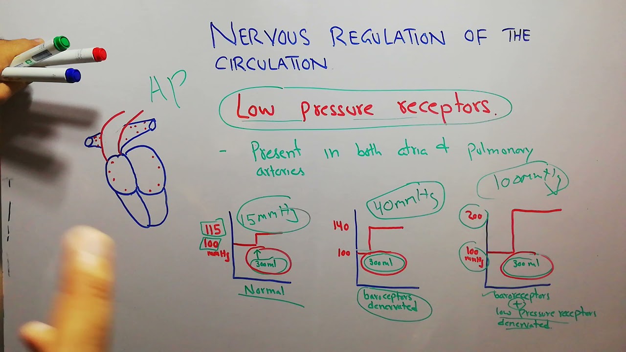 CVS physiology 127.Low pressure receptors, atrial & pulmonary artery ...