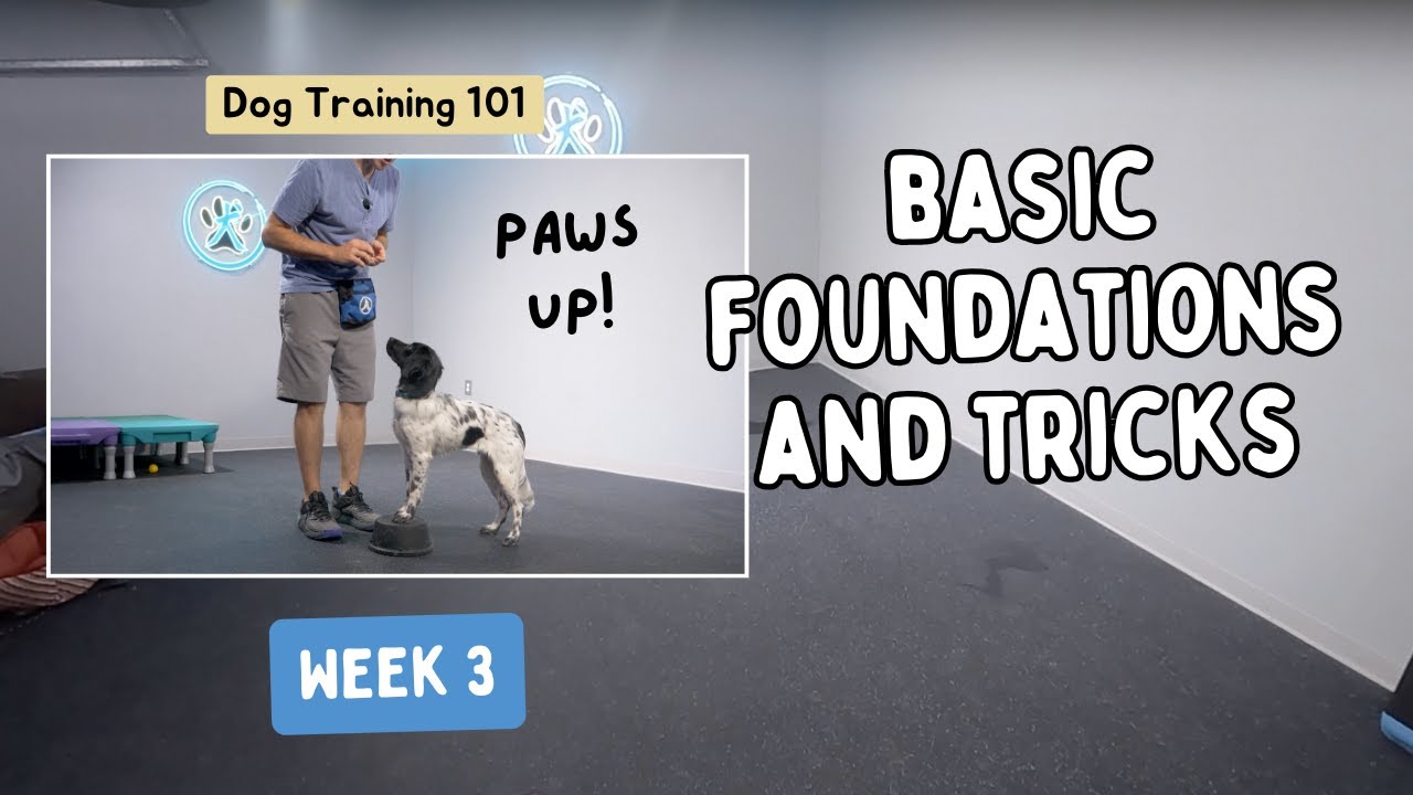 The Ultimate Dog Training Guide - Week 3 - YouTube
