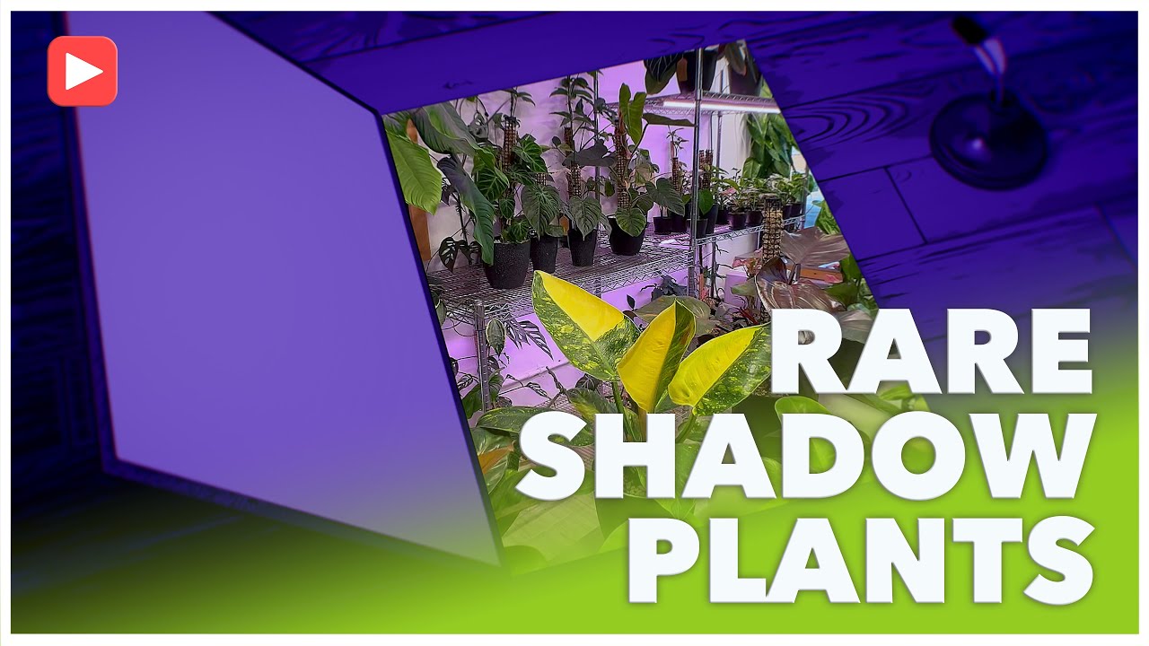 Shadow Plants! 🌑 Rare Plants That Do Well Low-Light 🌱 - YouTube