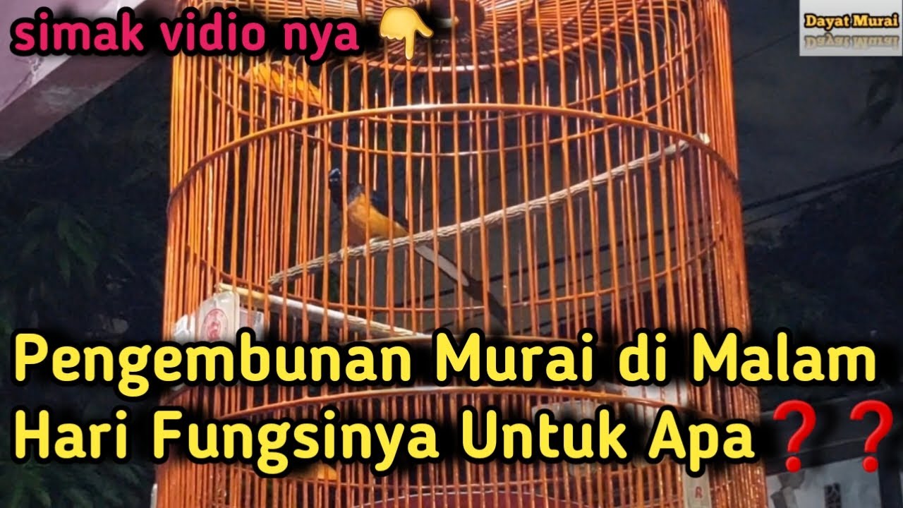 Cara Pengembunan Murai Batu di Malam Hari,Beserta fungsi nya ️ - YouTube