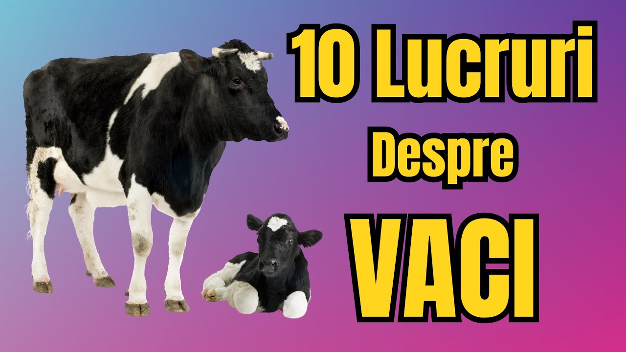 10 lucruri pe care nu le stiai despre vaci - YouTube