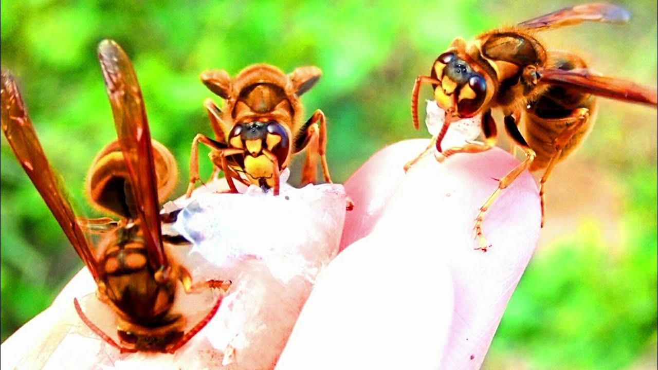 2018-04. Watching japanese yellow hornets(Vespa simillima). キイロスズメバチ ...