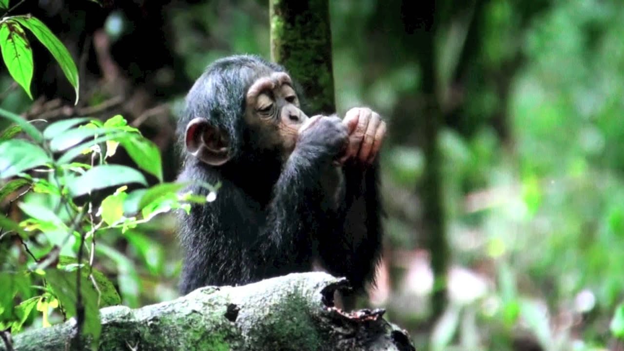 Chimps Cracking, Eating and Acting Nuts - YouTube