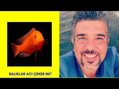 BALIKLAR ACI ÇEKER Mİ(Akvaryum Balıkları Sarı Prenses Nasıl Ölür Balık Avı Öldürmek  Nasıl Olur)