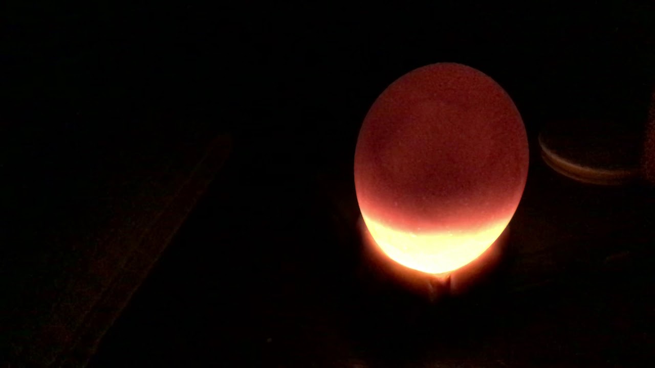Chicken Experiment Video #4 - Incubation Day 10 - YouTube