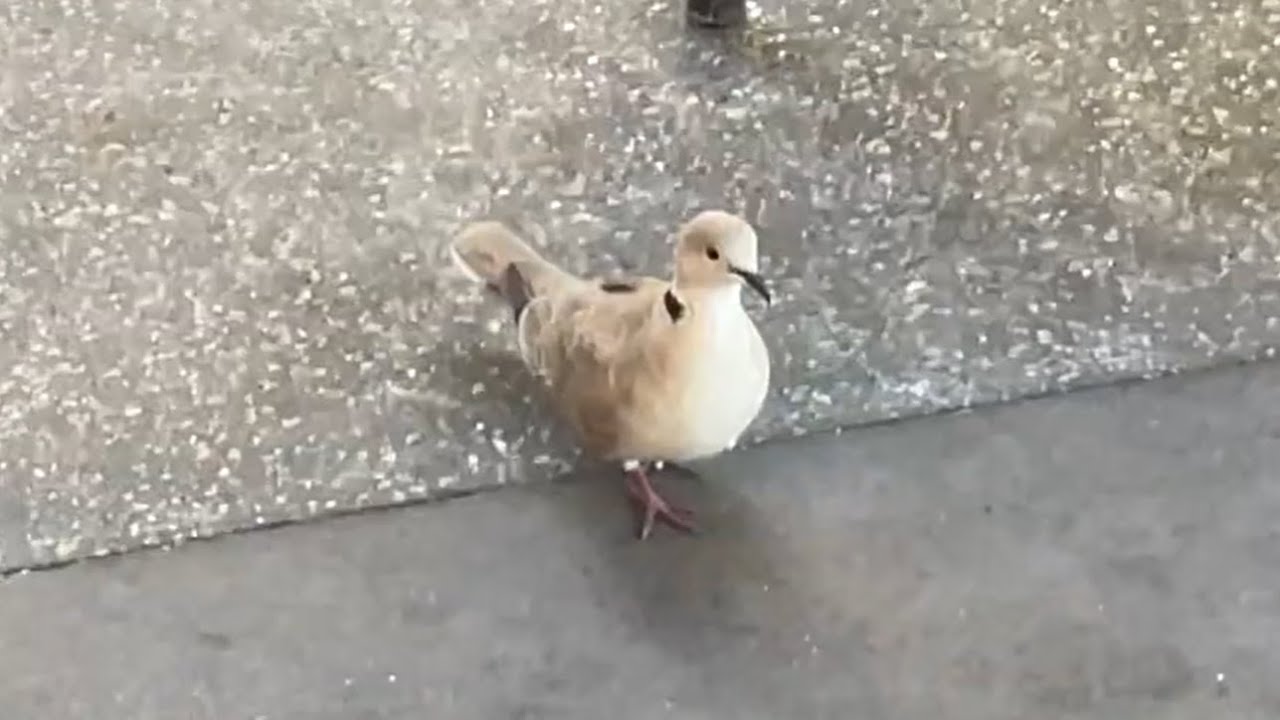pigeon vs crow - YouTube