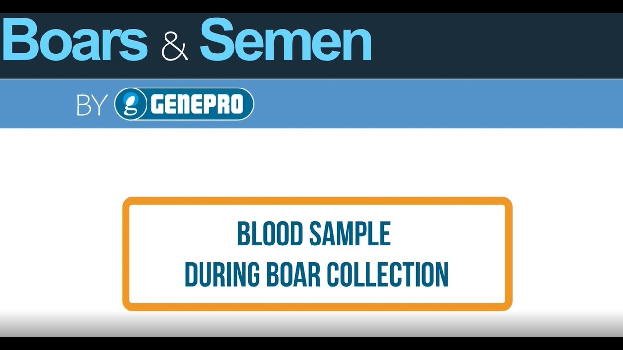 Blood sample during boar collection - YouTube