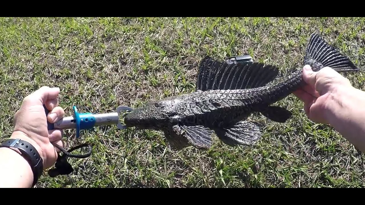 Alien-looking fish! - YouTube