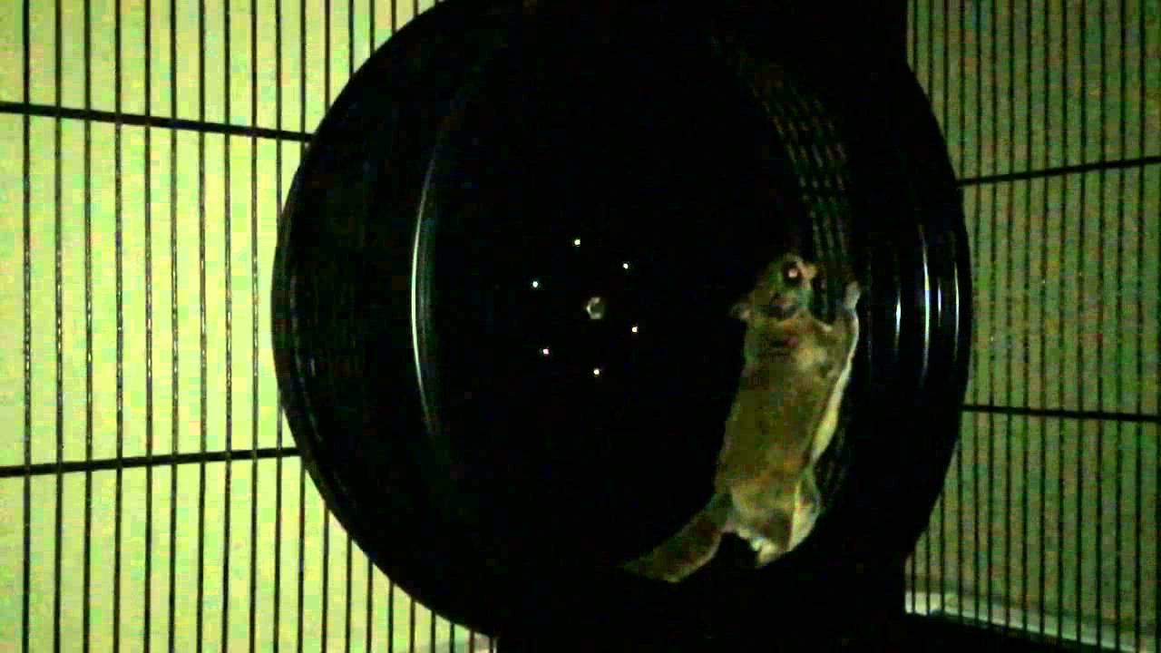 Flying squirrel workout - YouTube