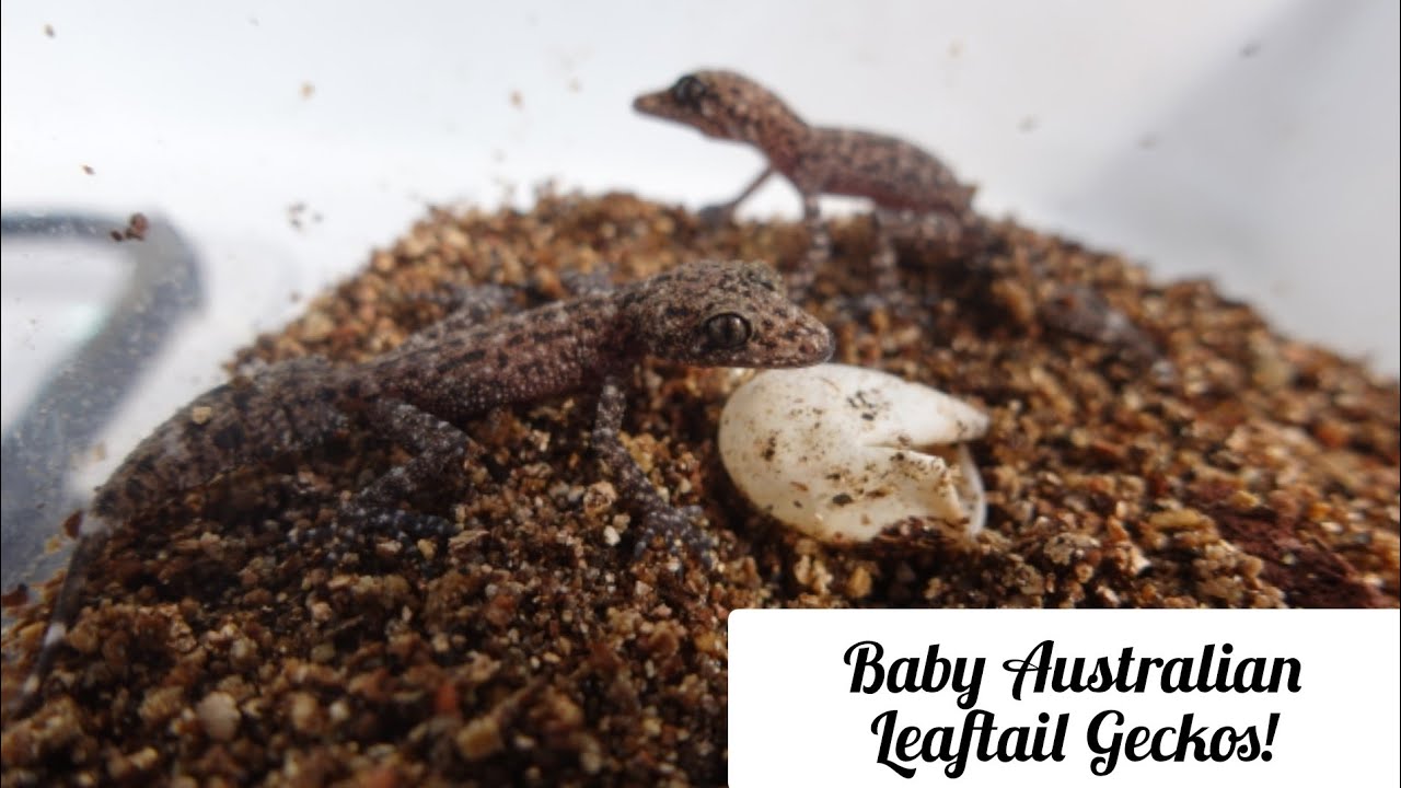 My Australian Leaftail Gecko Babies Hatched!! - YouTube