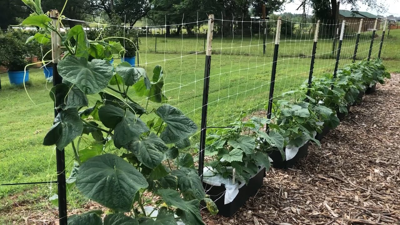 EASIEST TRELLIS FOR VINING VEGETABLES - Make 'Em Climb! - YouTube