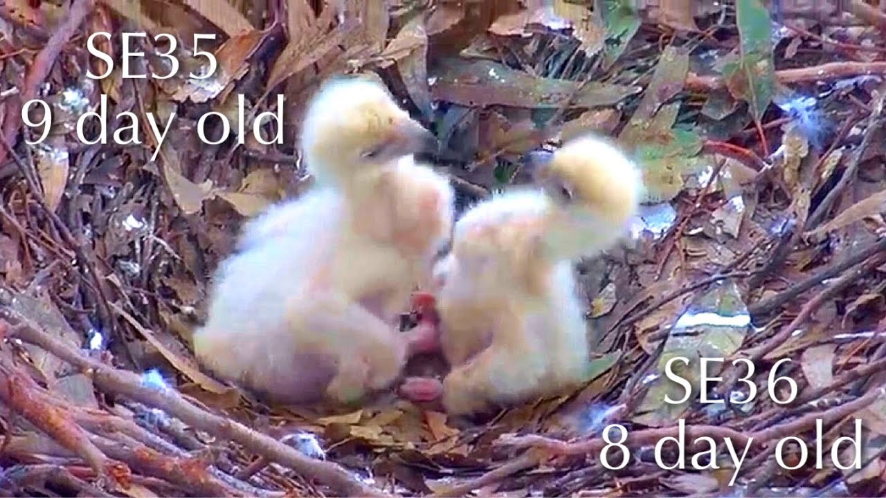 #96🦅SE35🐥9°&SE36🐥8°／Sea Eagle Nest 2025🇦🇺Sydney Olympic Park／Powerd by ...