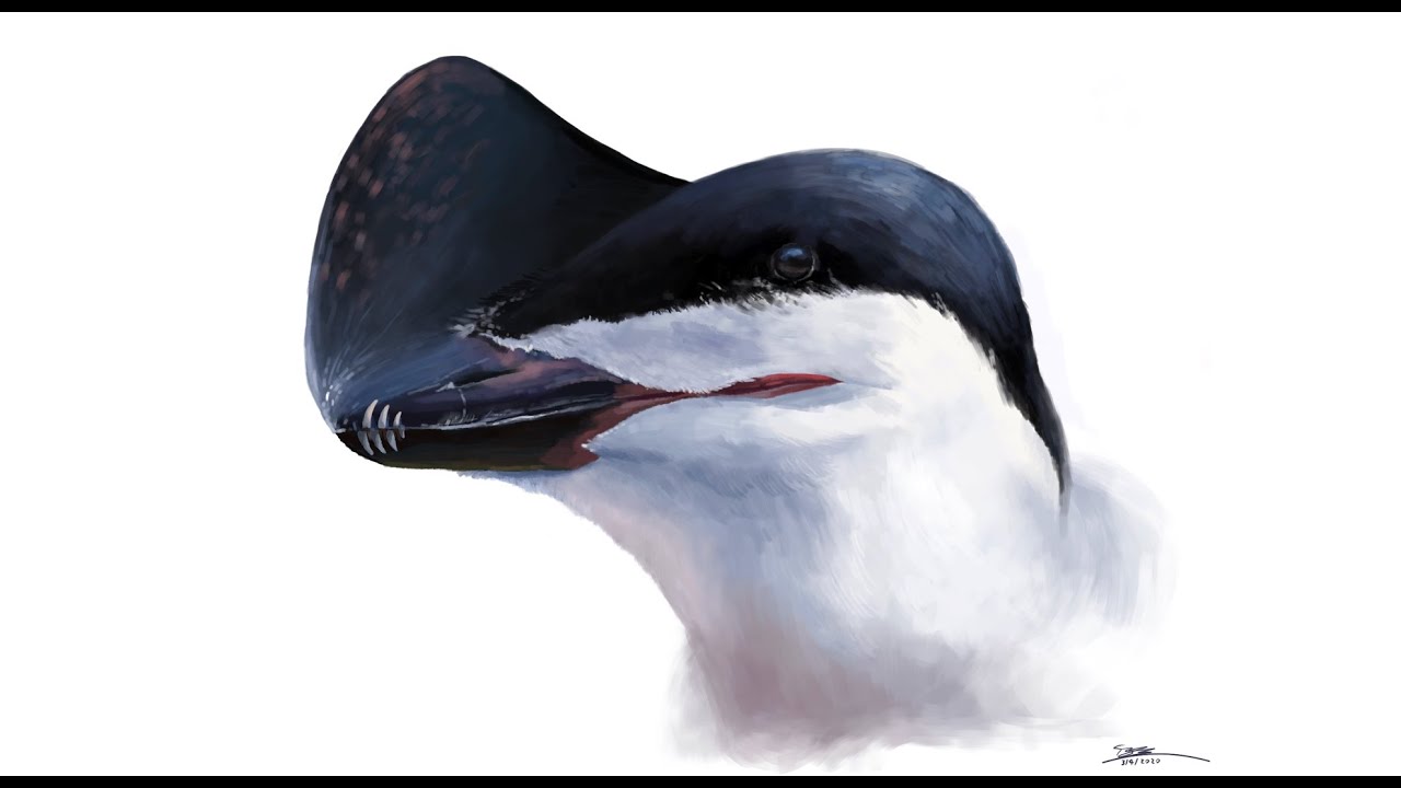 PALEOART TIMELAPSE: Austriadactylus portrait - YouTube