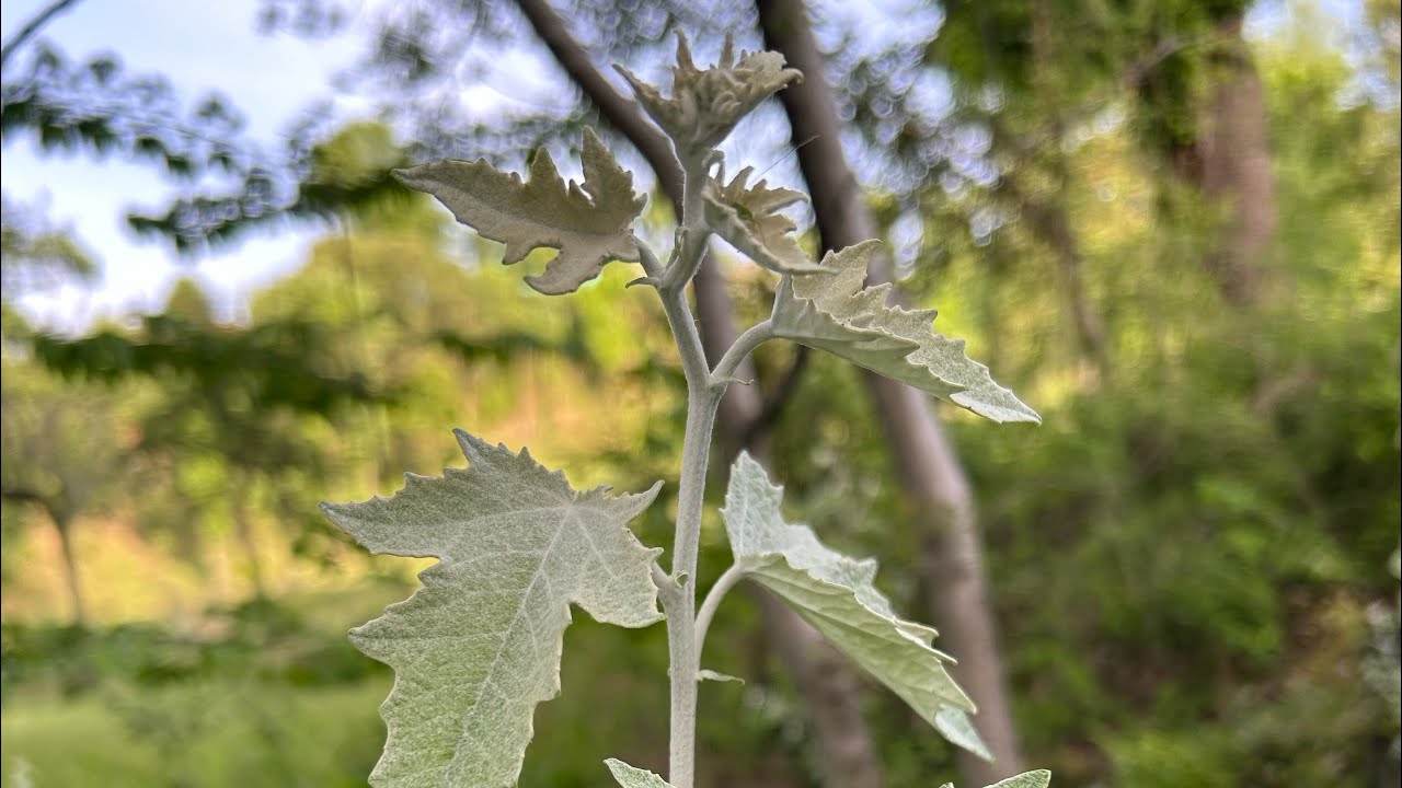 Populus alba, commonly called silver poplar or Chitta safeeda Medicinal ...