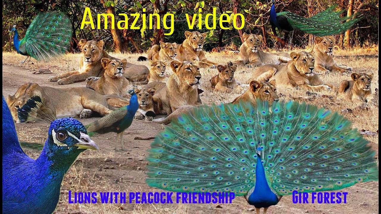 Peacock dances near big pride of Asiatic lion in Gir बब्बर शेर परिवार ...