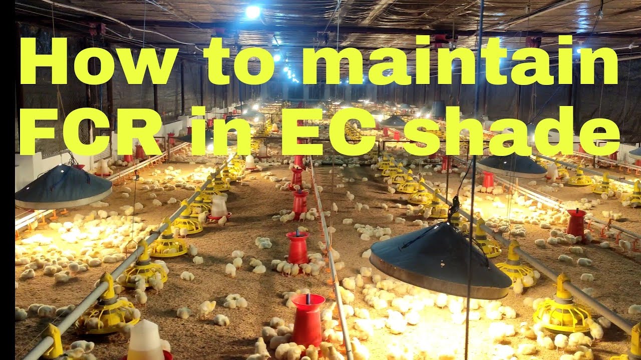 how to maintain FCR in poultry farming - YouTube