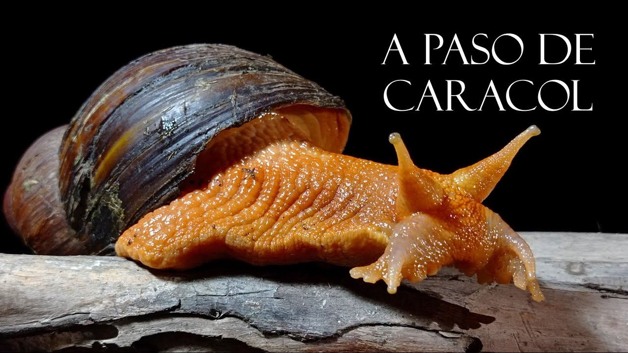 MALACOLOGÍA - A paso de caracol | Diversidad de caracoles nativos y sus ...