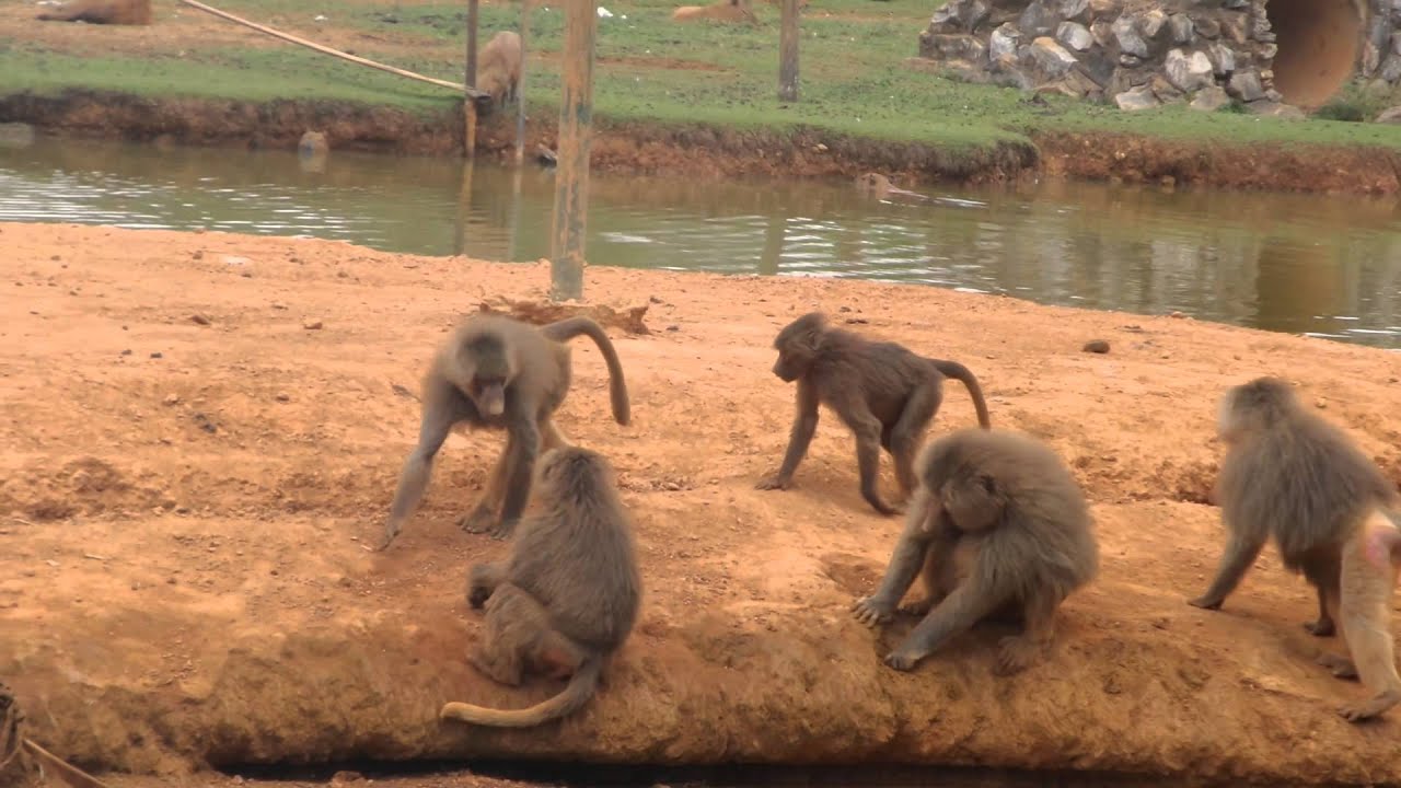 Macaco brigando kzoom 60 fps - YouTube