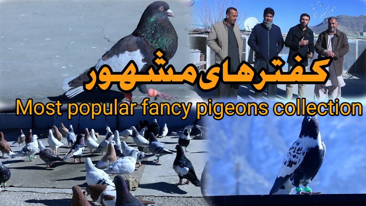 کفتر های مشهور افغانستان Most popular fancy pigeons collection | Afghan ...