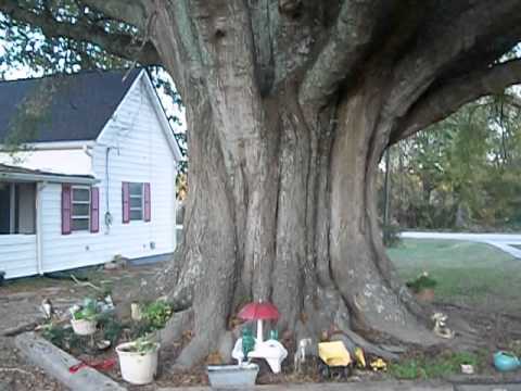 The oldest and largest living oak tree in Brooks Georgia 26 ft. in ...